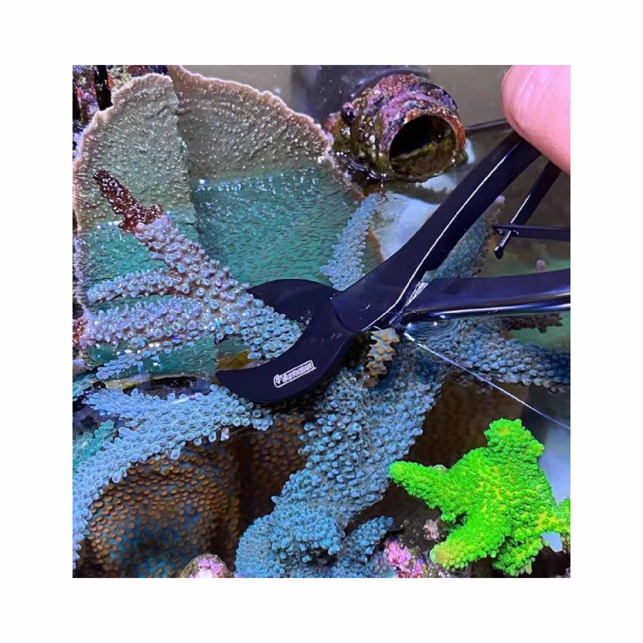 Curved Coral Cutter - Vastocean – Krakking Korals