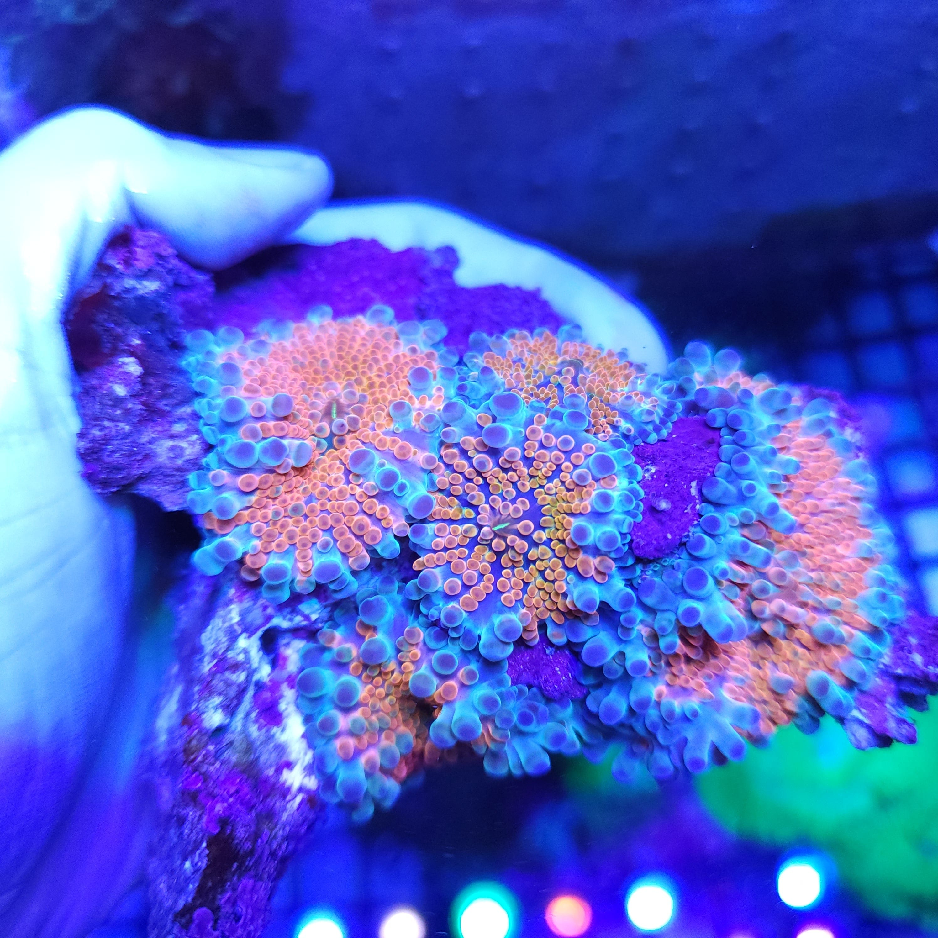 Soft Corals For Sale | Krakking Korals