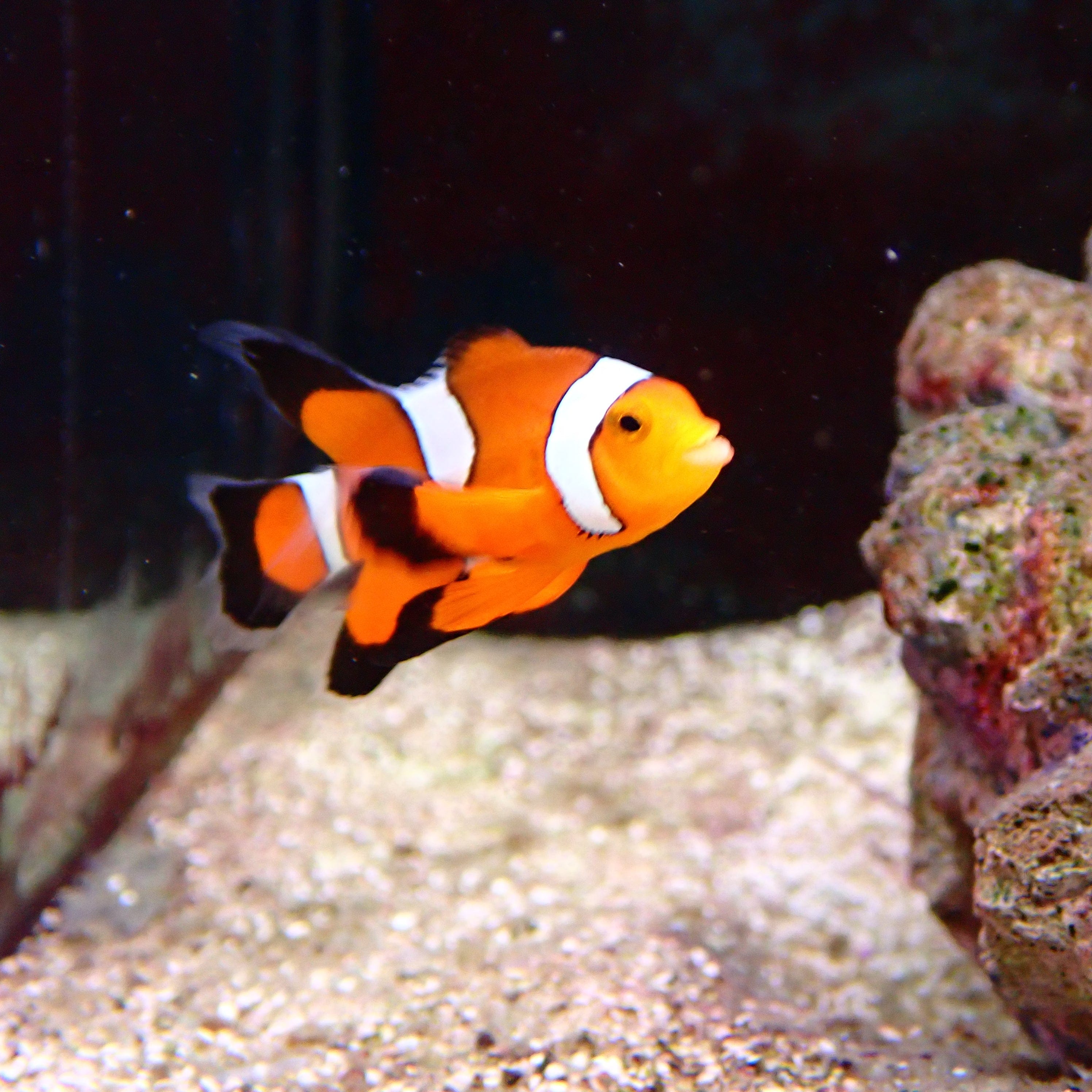Clownfish For Sale | Krakking Korals