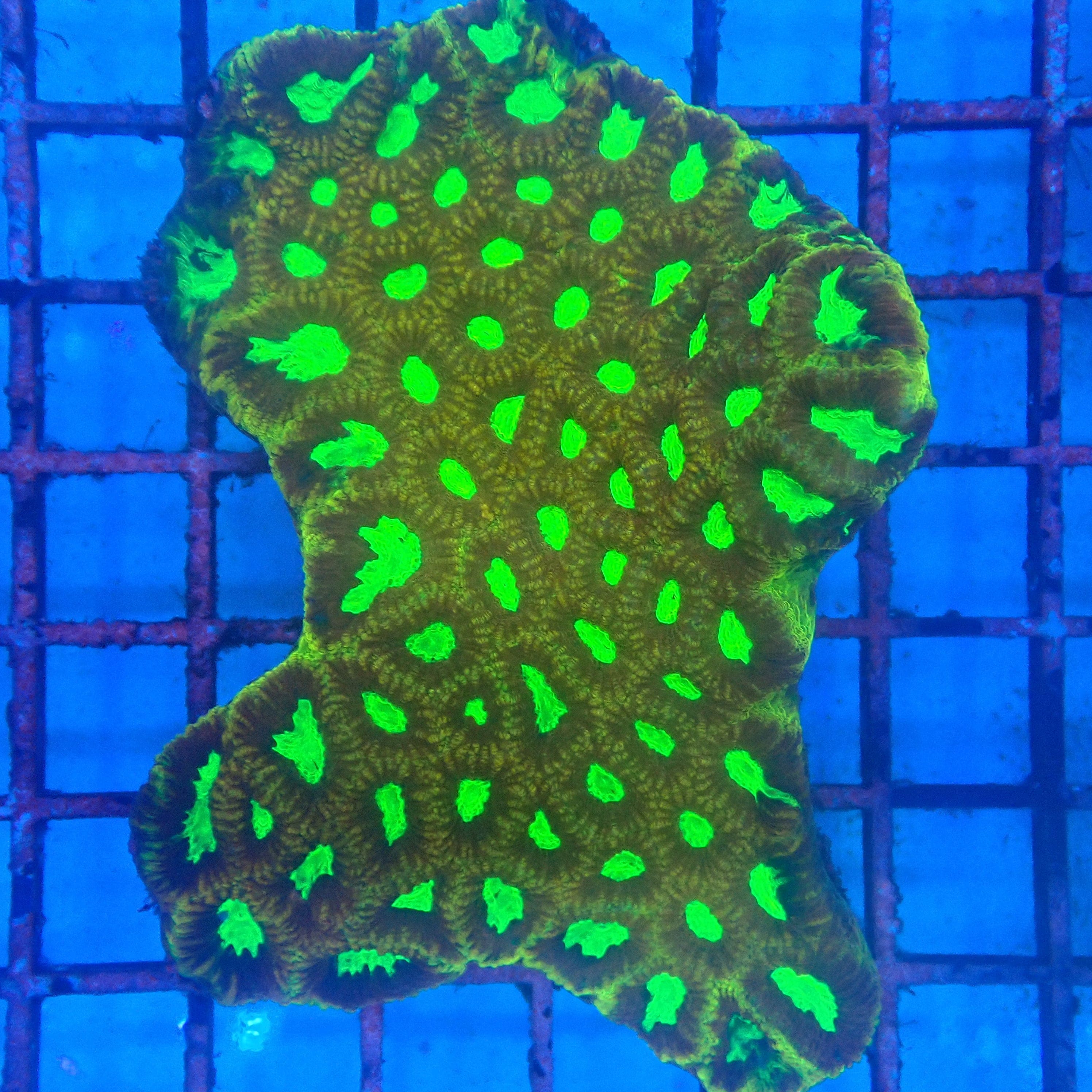 LPS Coral For Sale | Krakking Korals