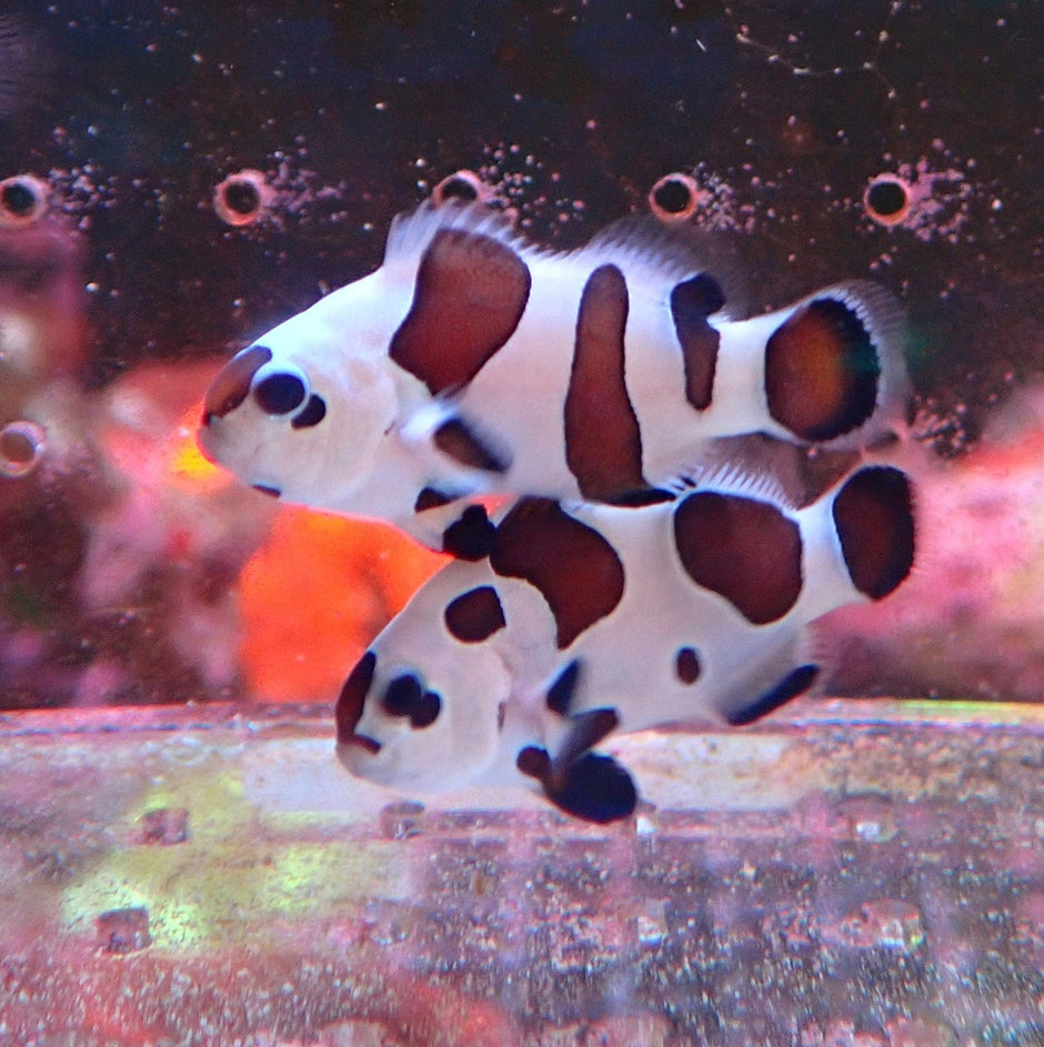 Clownfish For Sale | Krakking Korals