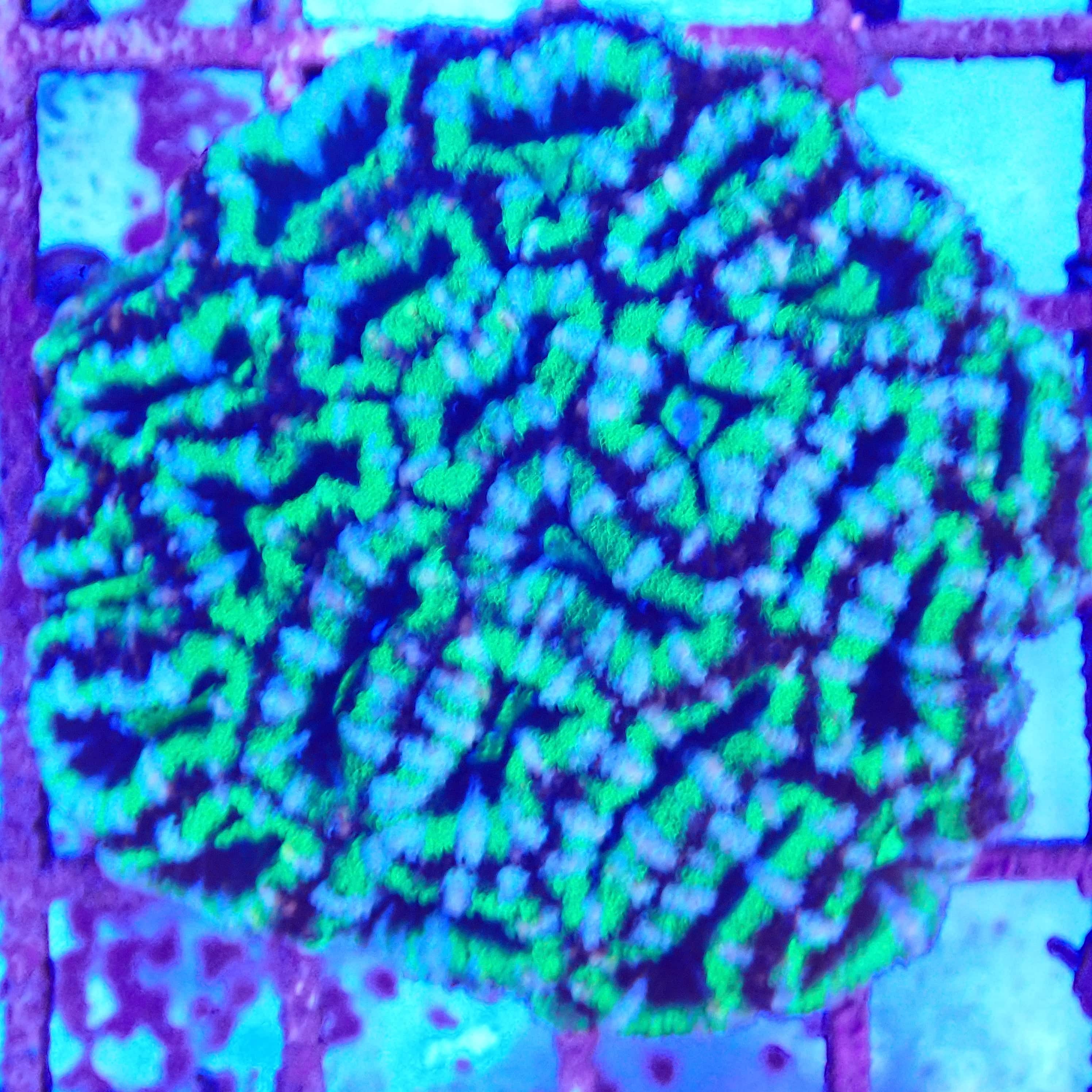 LPS Coral For Sale | Krakking Korals