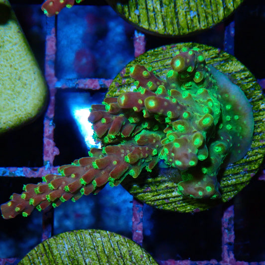 SPS Coral For Sale | Corals Online | Krakking Korals