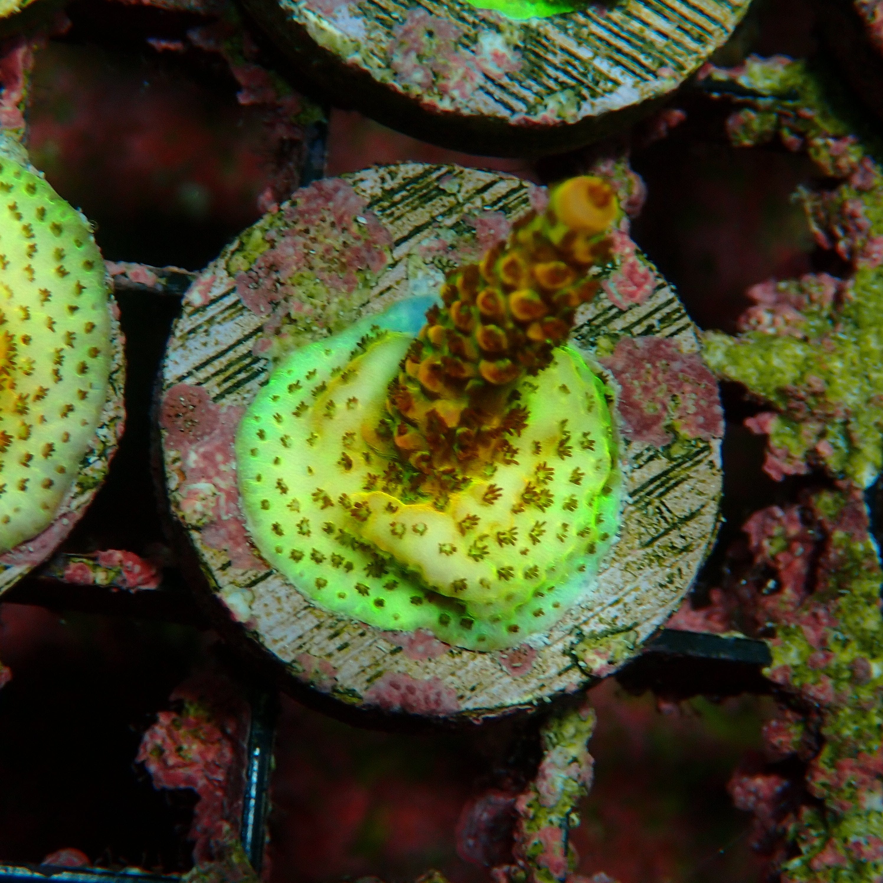 Acropora Coral For Sale | Krakking Korals
