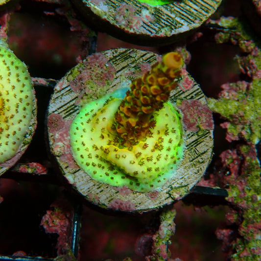 Acropora Coral For Sale | Krakking Korals