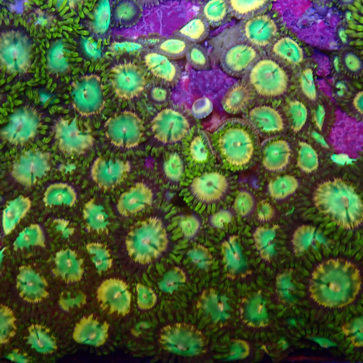 Zoanthids For Sale | Krakking Korals – Page 2