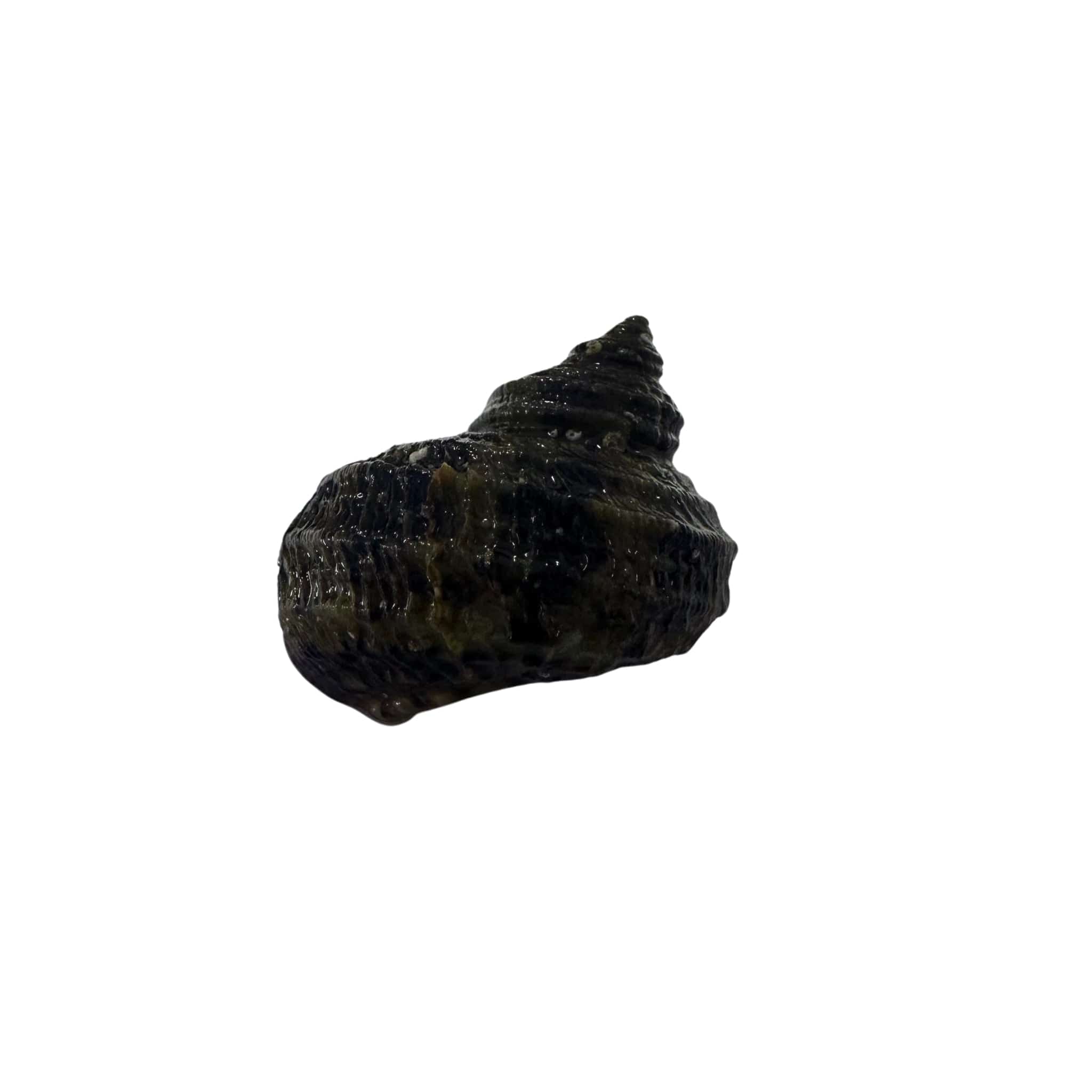 Marine Inverts | Krakking Korals