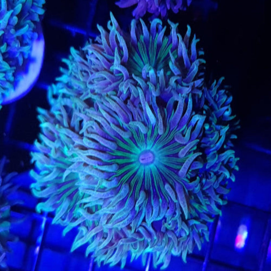 Buy Corals Online | Krakking Korals Australia