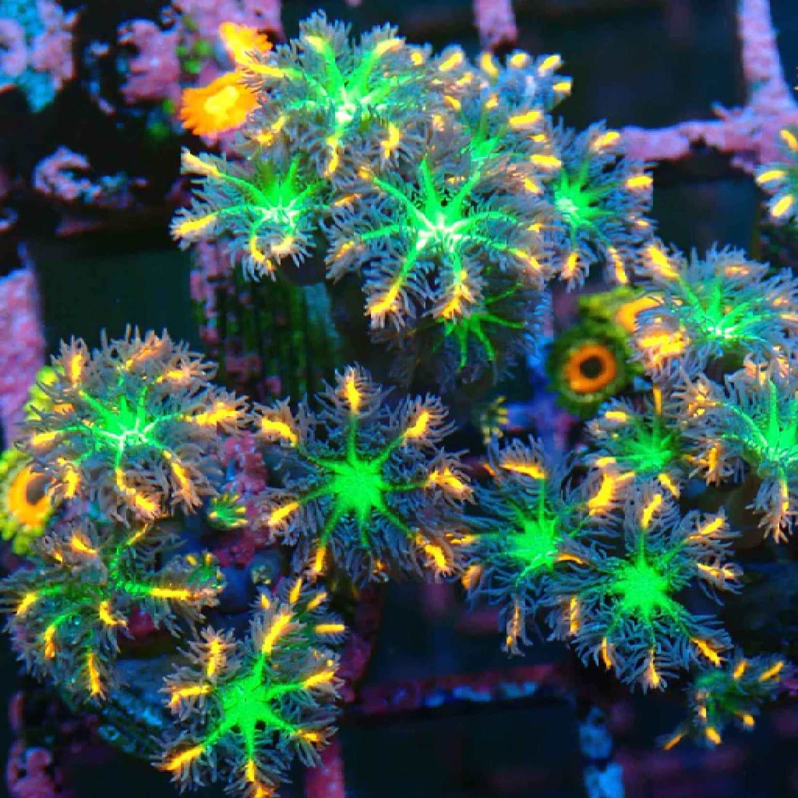 Firework Clove Polyps – Krakking Korals