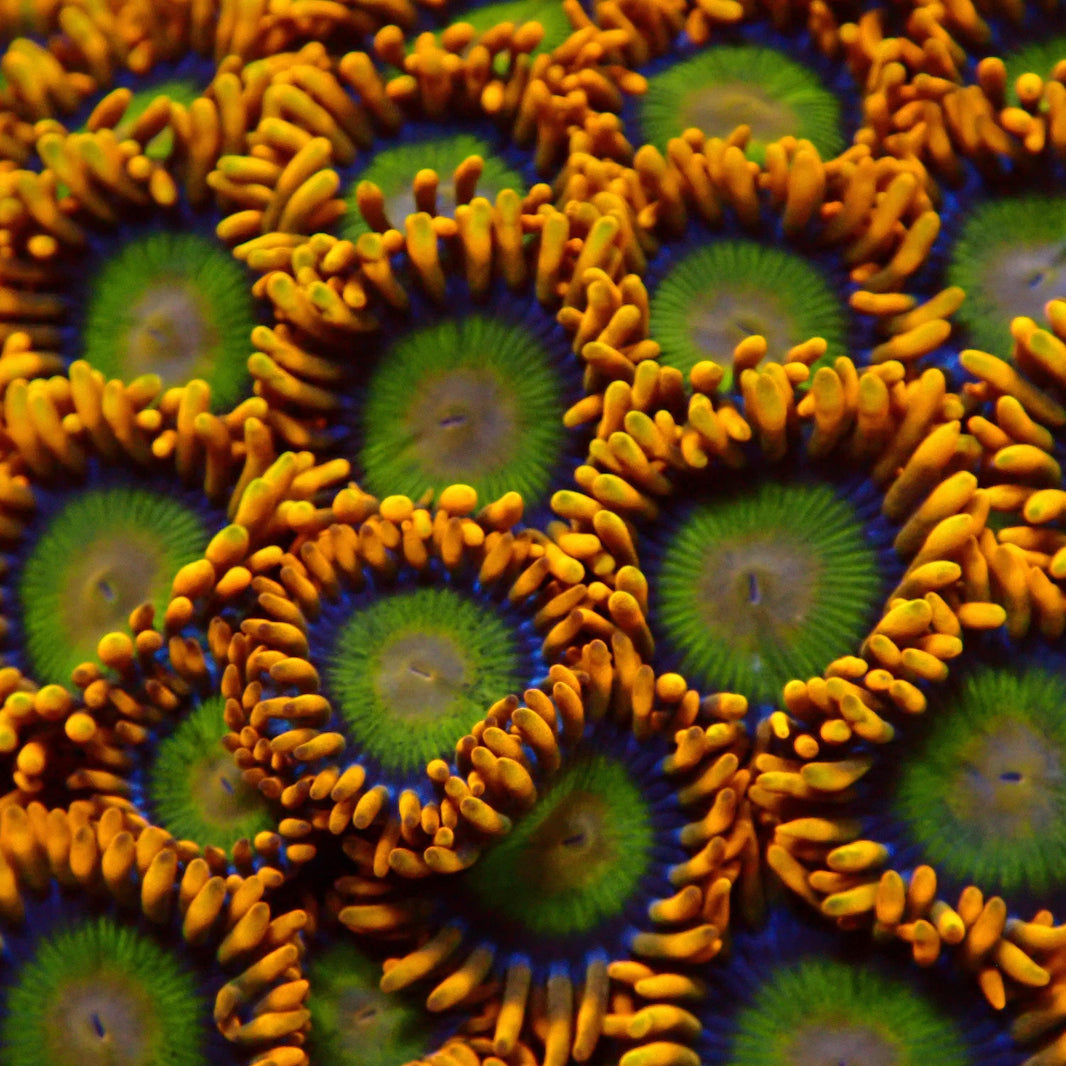 Zoanthids For Sale | Krakking Korals